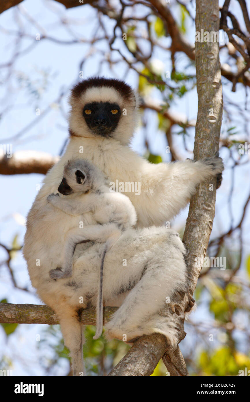 Verreaux's Sifaka (Propithecus verreauxi), adult, female, with a young ...