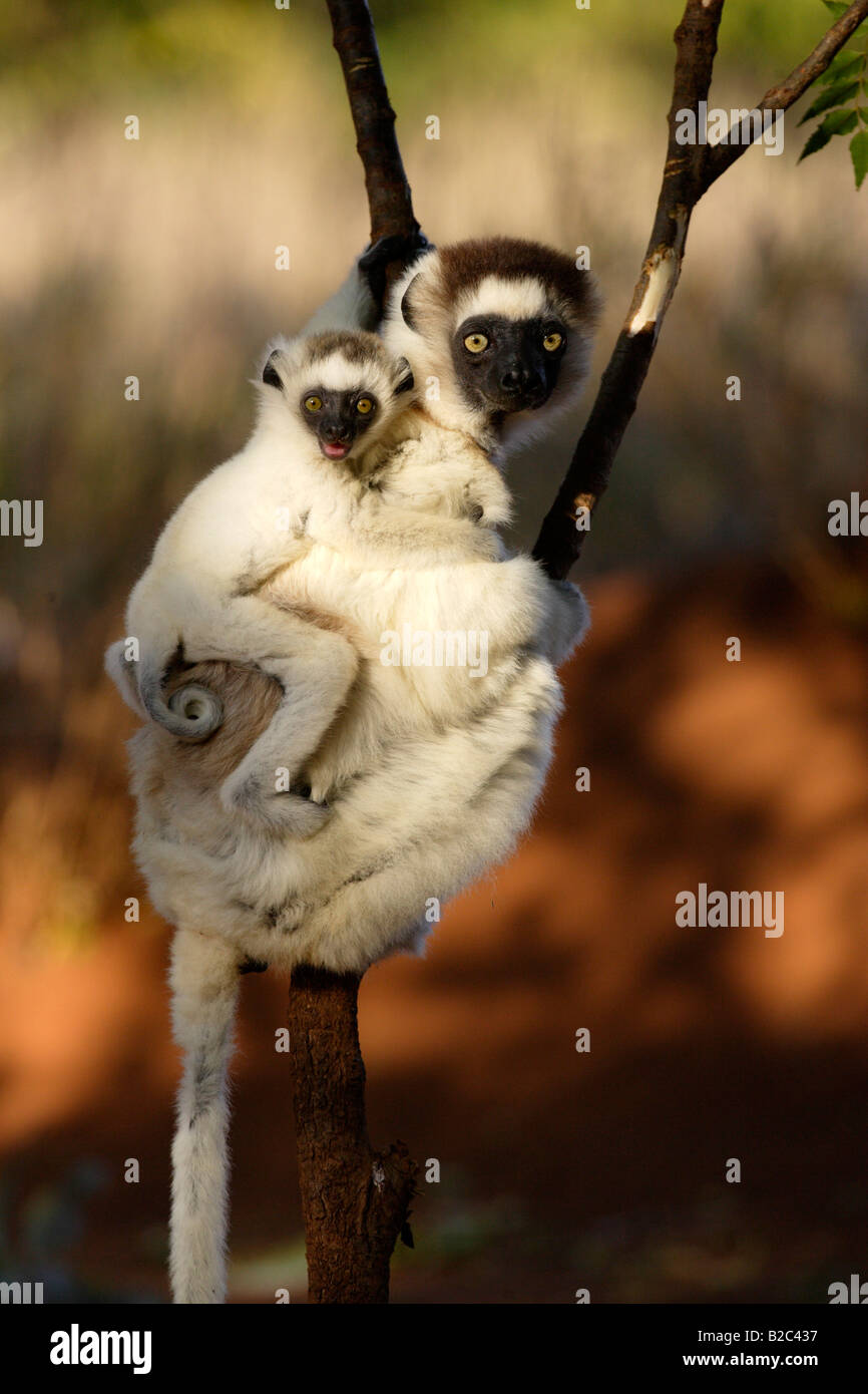 Verreaux's Sifaka (Propithecus verreauxi), adult, female, with a young ...