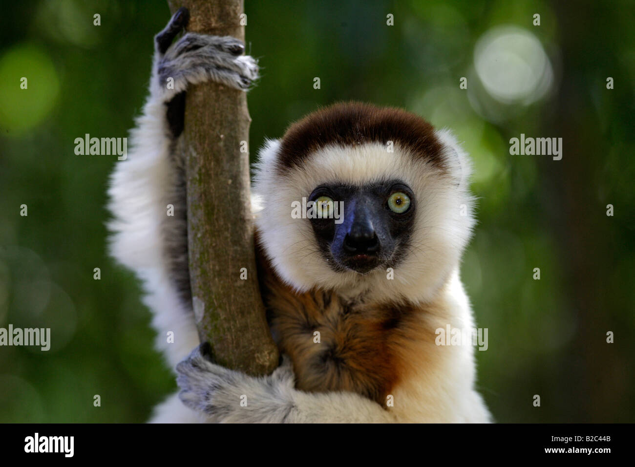Verreaux's Sifaka (Propithecus verreauxi), adult, in a tree, portrait ...