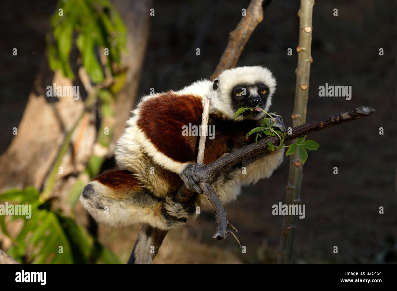 Verreaux's Sifaka (Propithecus verreauxi), adult, in a tree, Madagascar ...