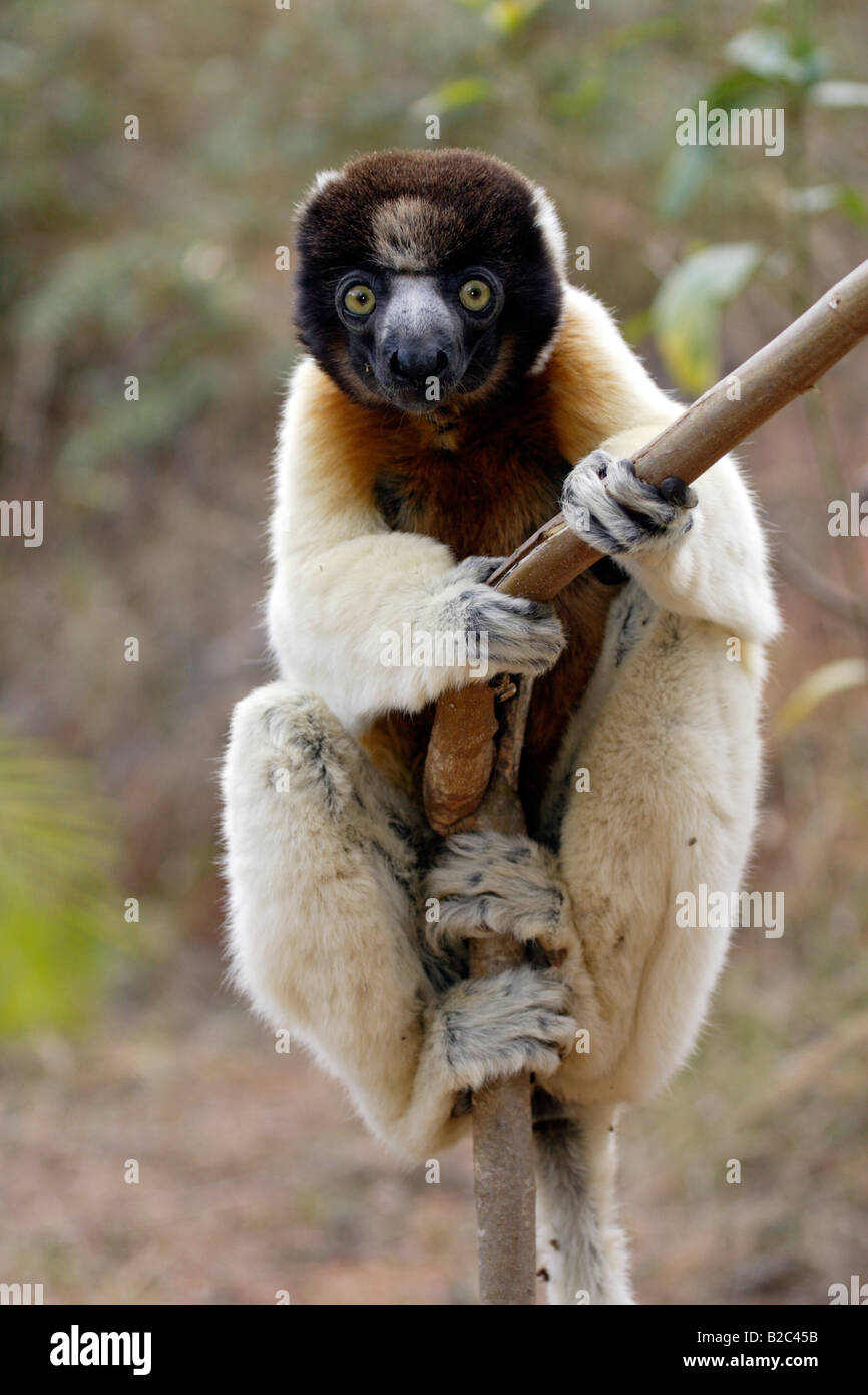 Verreaux's Sifaka (Propithecus verreauxi), adult, in a tree, Madagascar ...