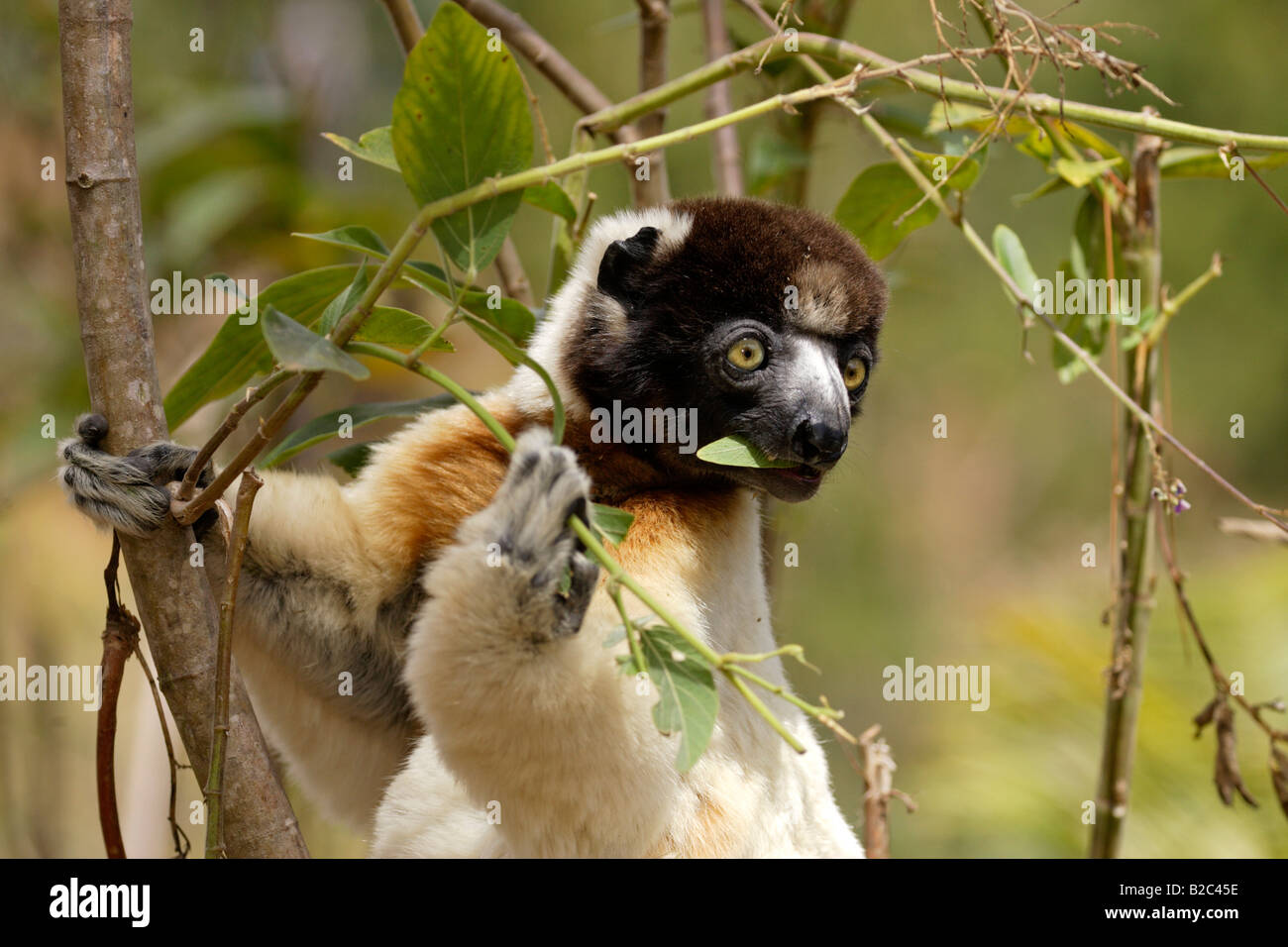 Verreaux's Sifaka (Propithecus verreauxi), adult, in a tree, feeding ...