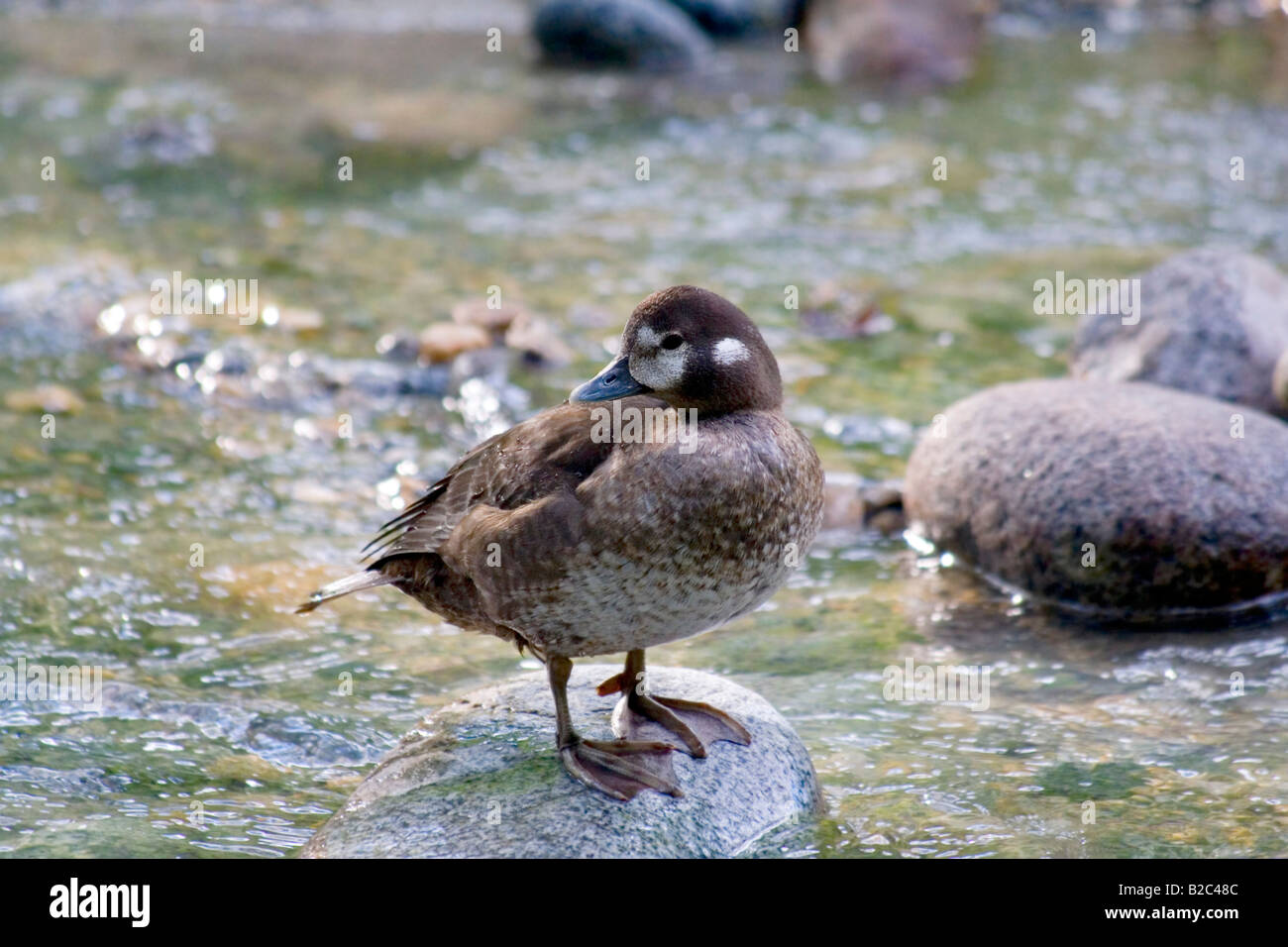 Harlequin Duck (Histrionicus histrionicus), female, standing on a rock ...