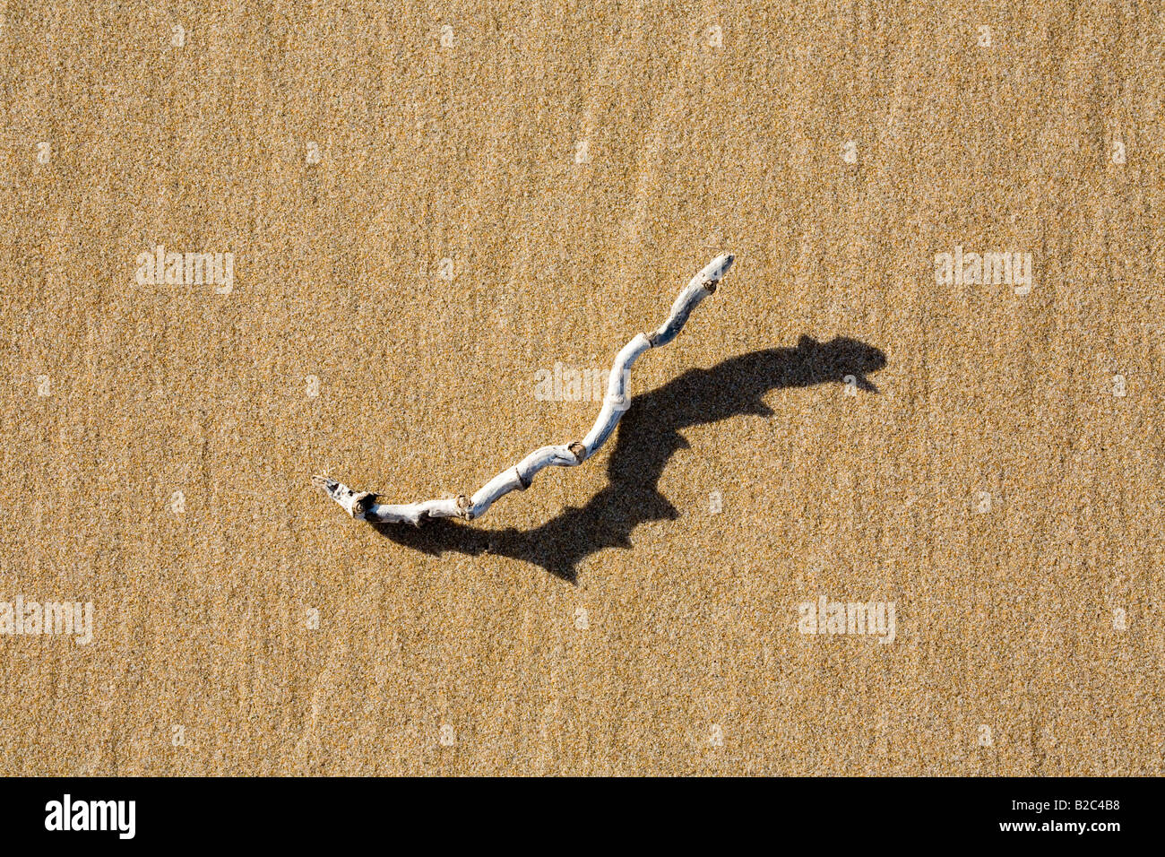 Branch of wood in hard light on the beach with distinctive shadow ...
