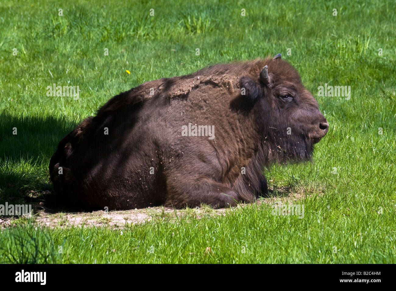 Resting European bison (Bison bonasus), bull, male Stock Photo - Alamy