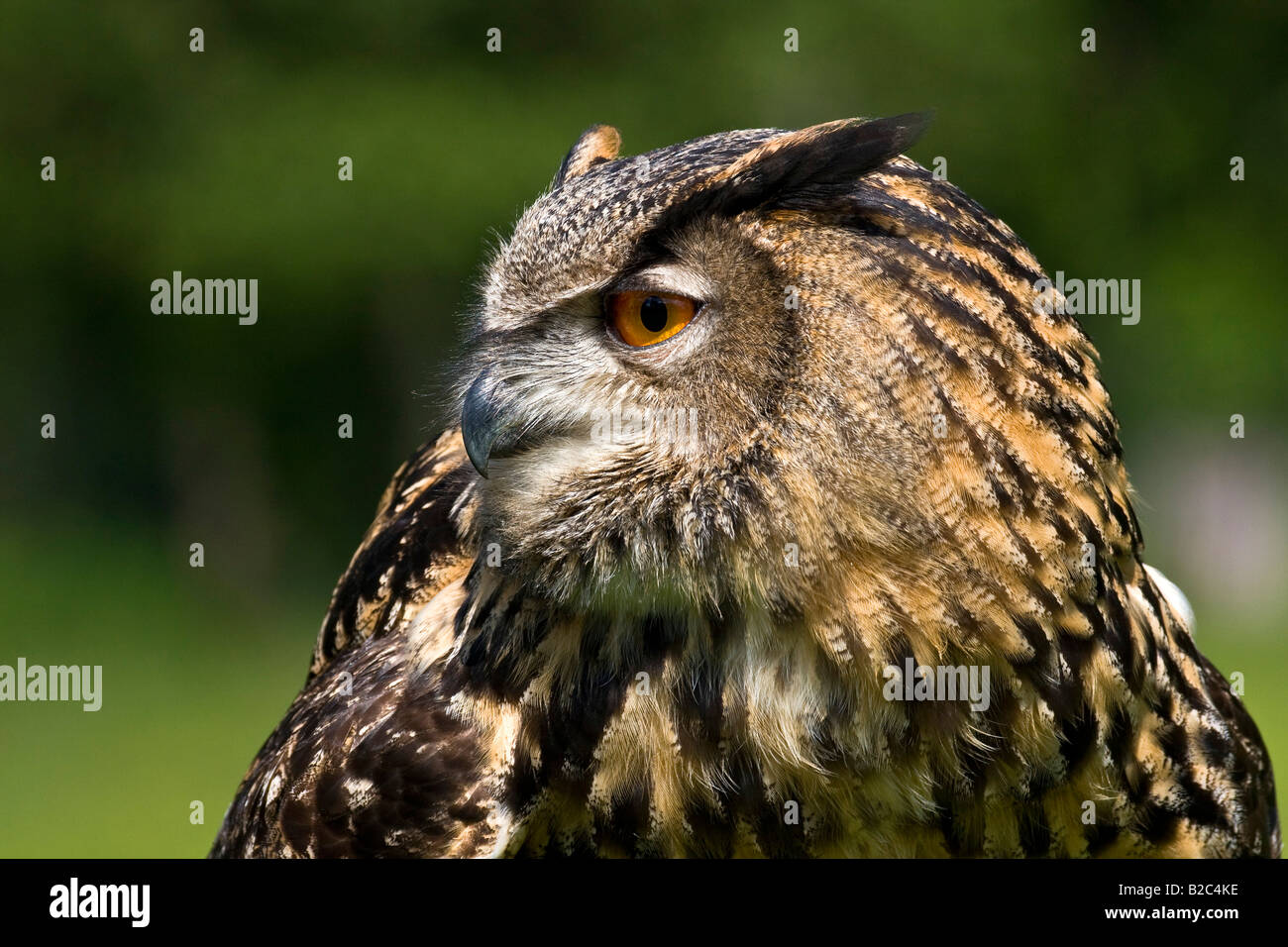 Side profile of owl hi-res stock photography and images - Alamy