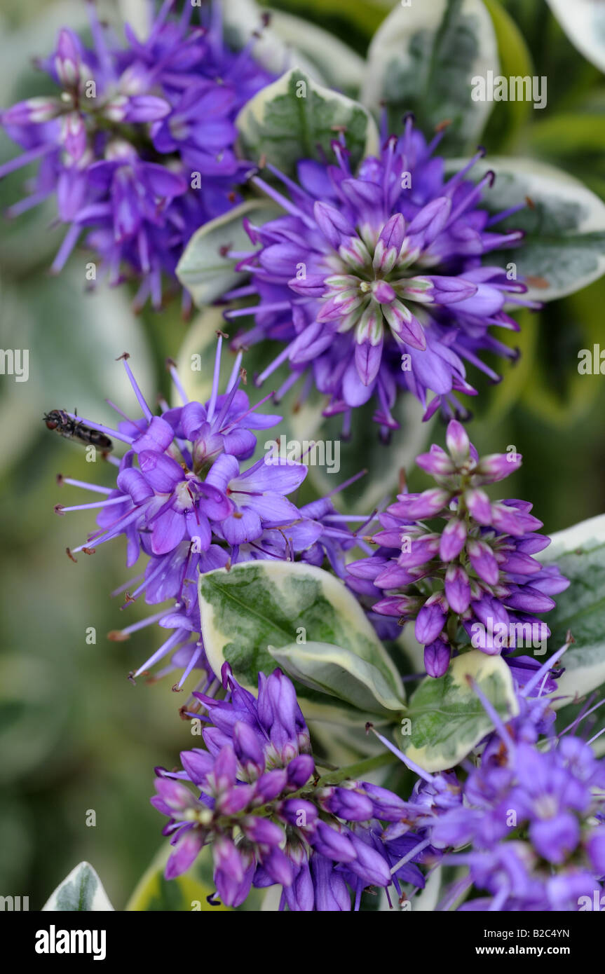Blue hebe hi-res stock photography and images - Alamy