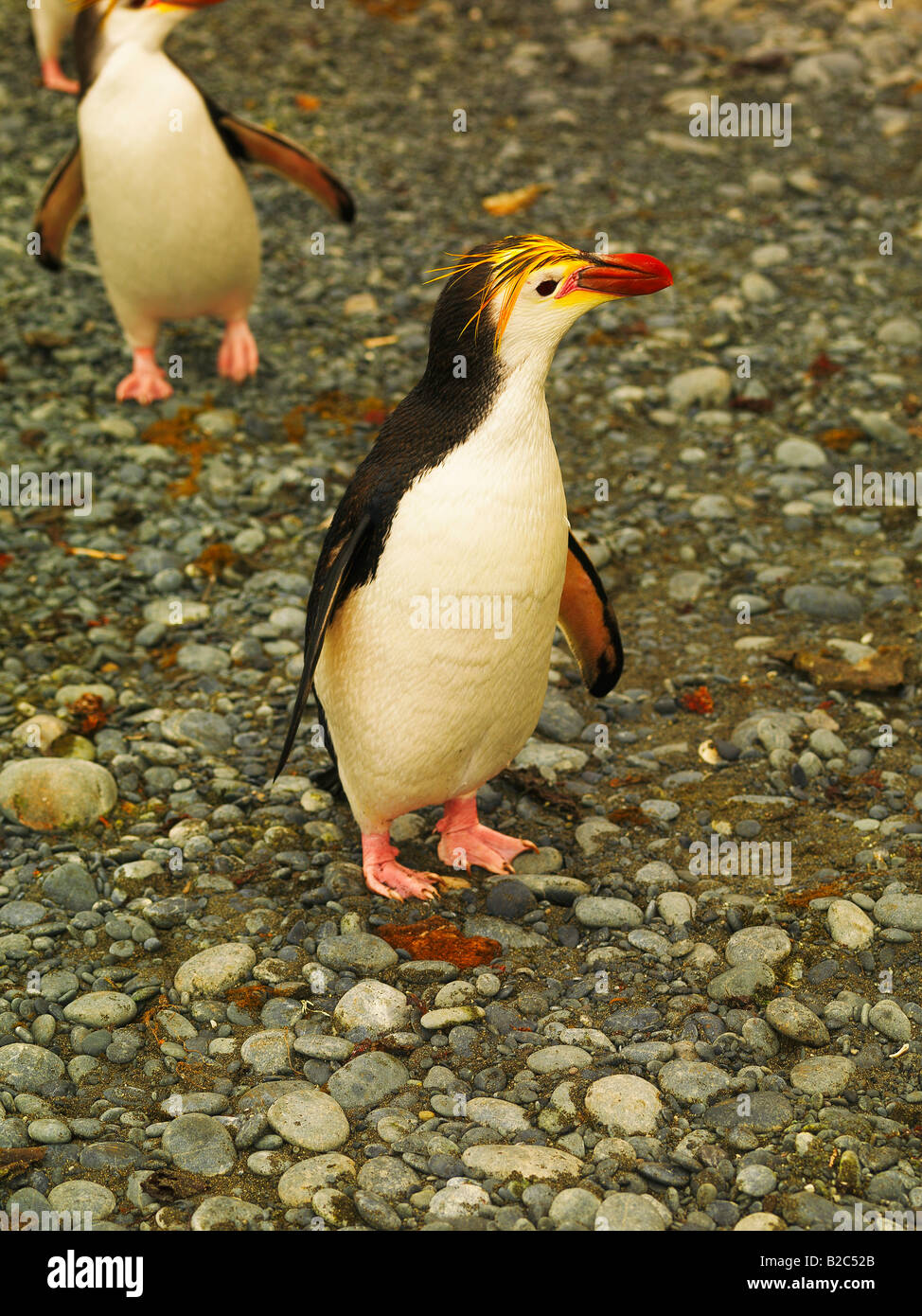 Royal Penguin (Eudyptes schlegeli) on Macquarie Island, Australian ...