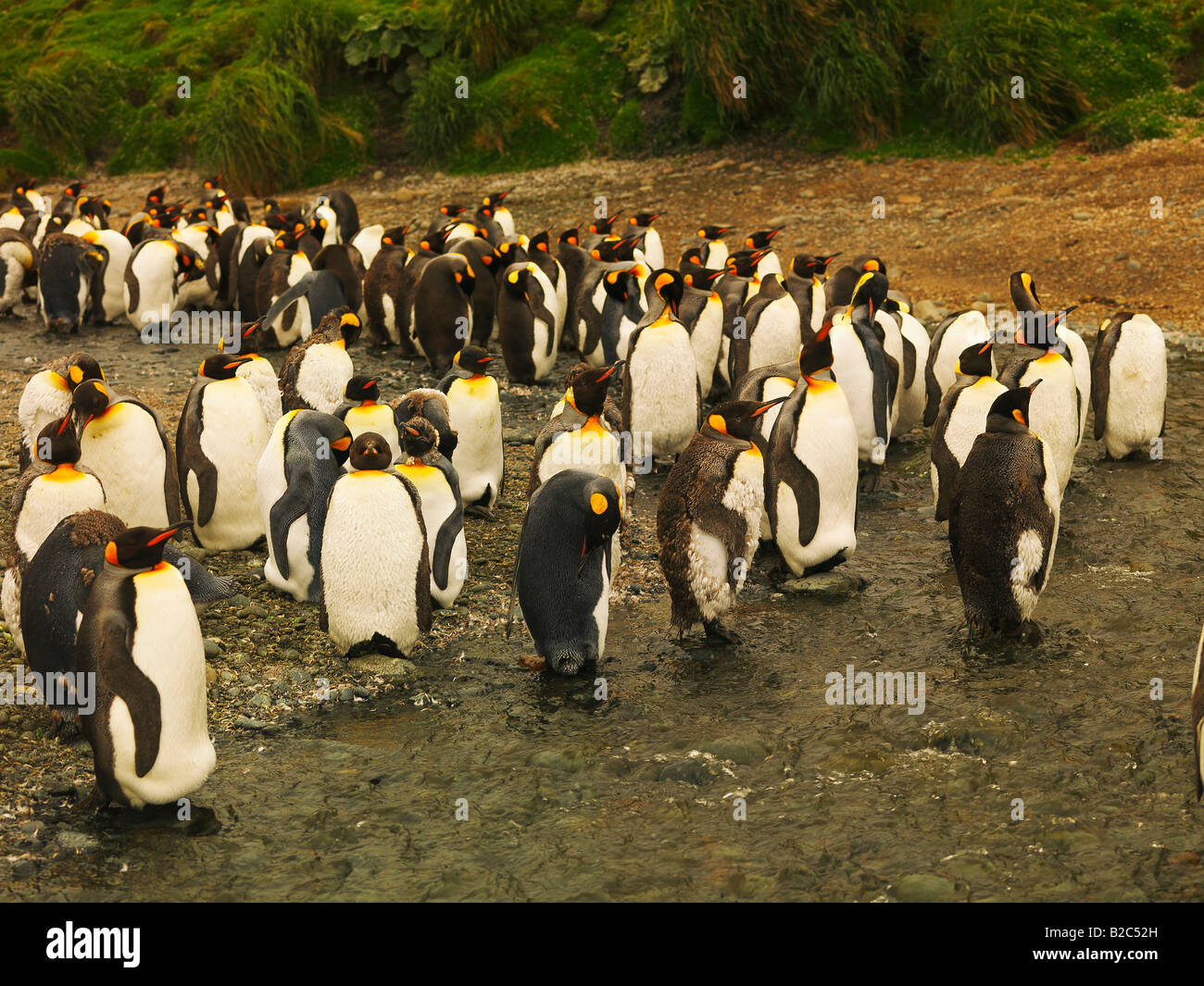 King Penguins (Aptenodytes patagonicus) and Royal Penguins (Eudyptes ...