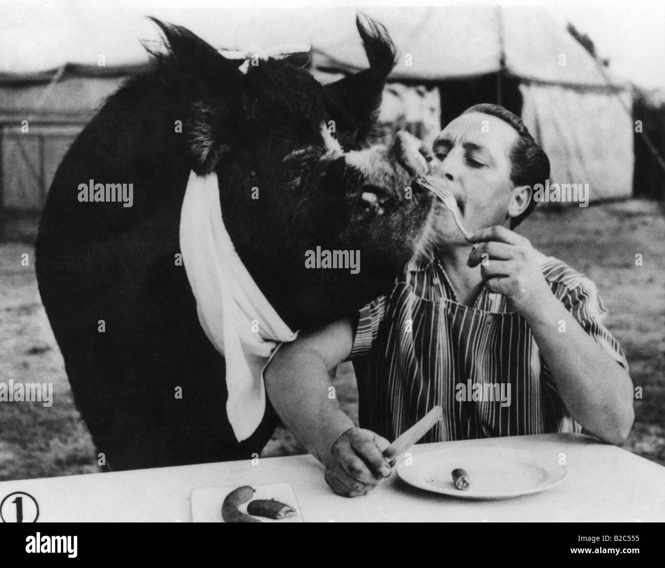 Man feeding a pig, historic picture from about 1920 Stock Photo - Alamy