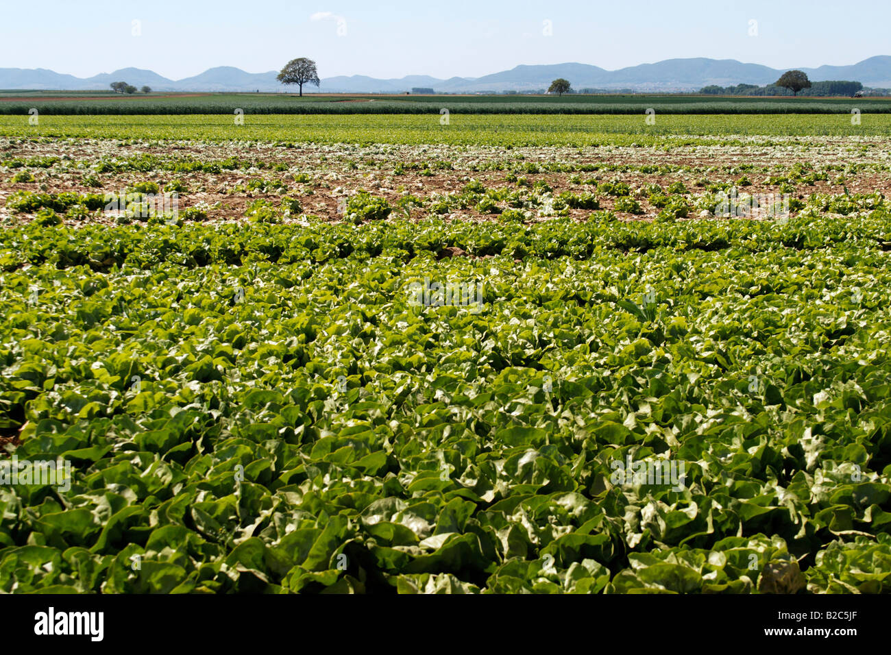 Lettuce field, Pfaelzer Wald, Palatinate Forest, Haardtrand, Southern ...