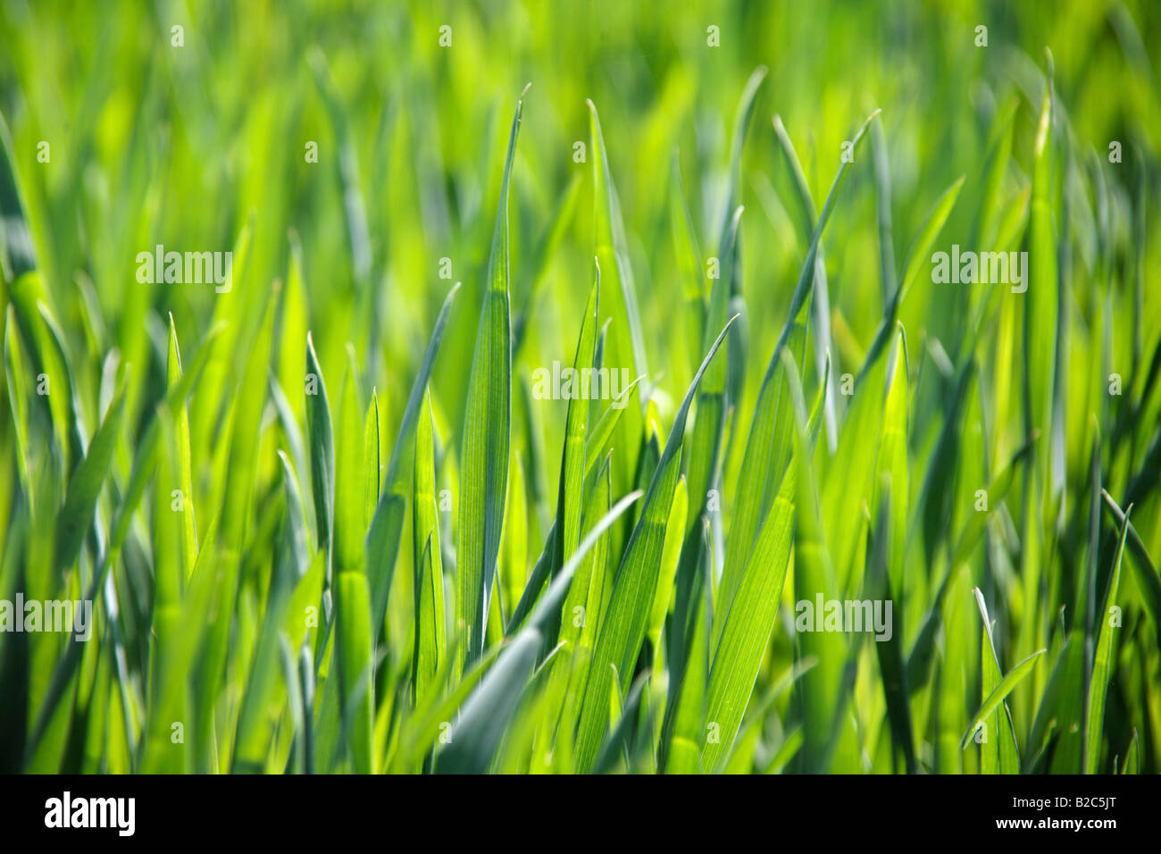 Young corn in spring, background, texture Stock Photo - Alamy