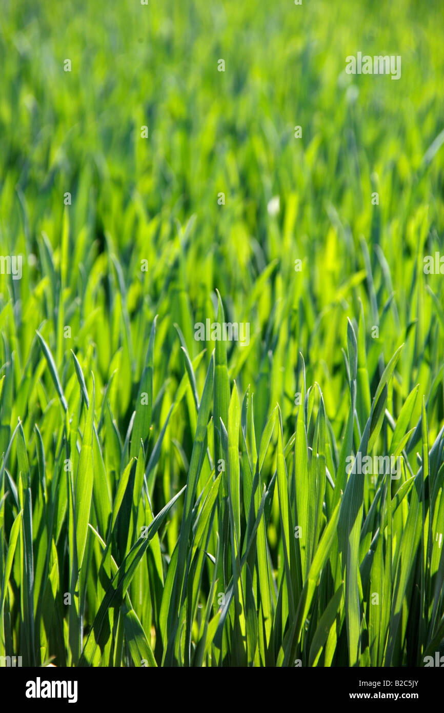 Field of corn in spring, background, texture Stock Photo - Alamy