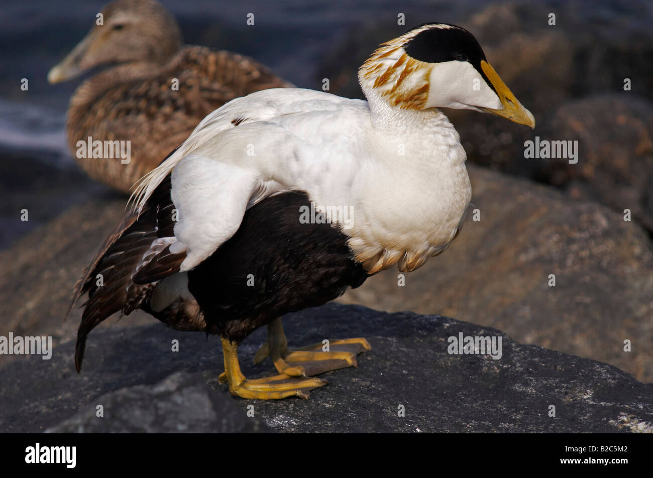 Eider drake standing hi-res stock photography and images - Alamy