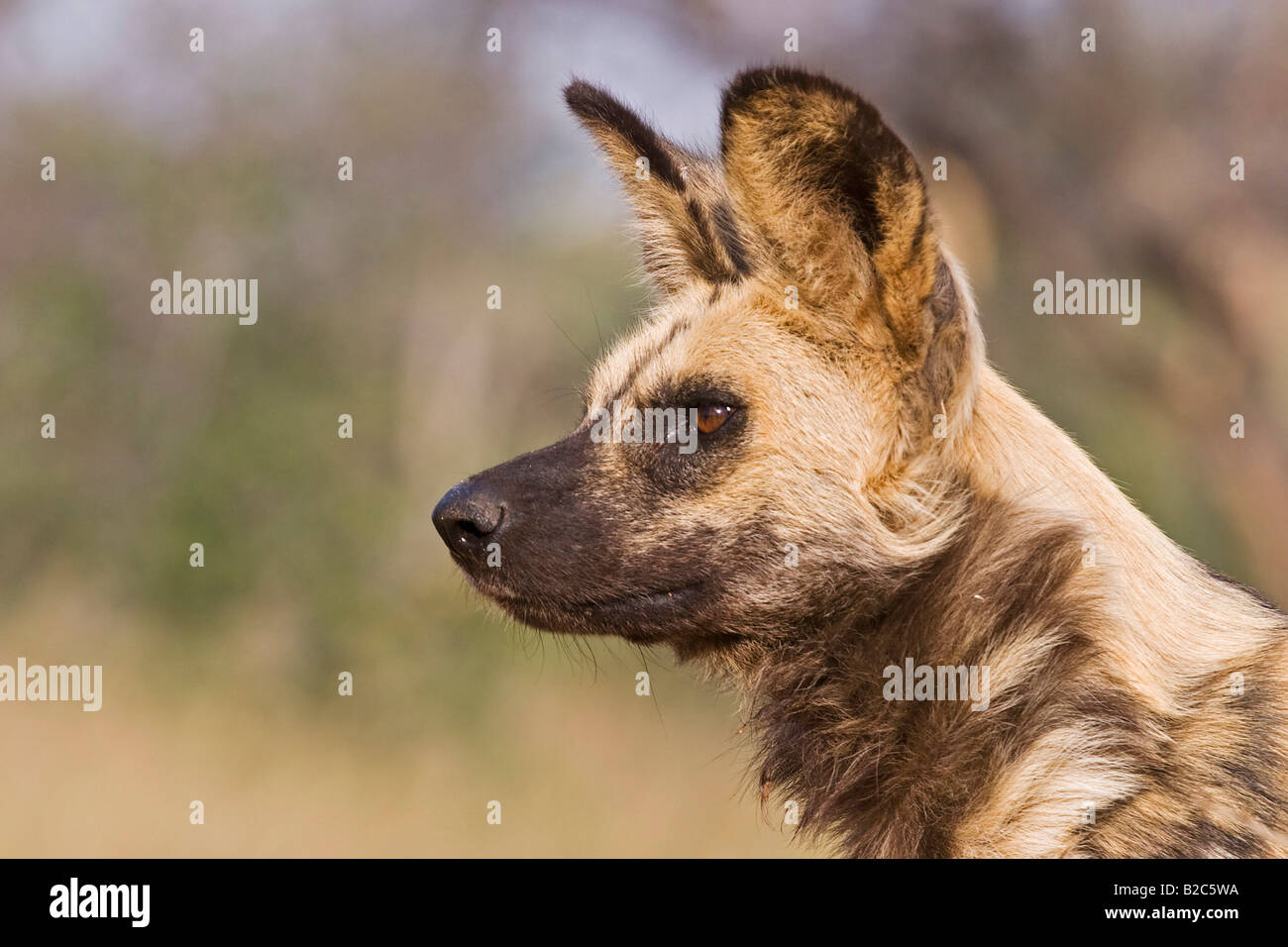 African Wild Dog (Lycaon pictus), Namibia, Africa Stock Photo - Alamy