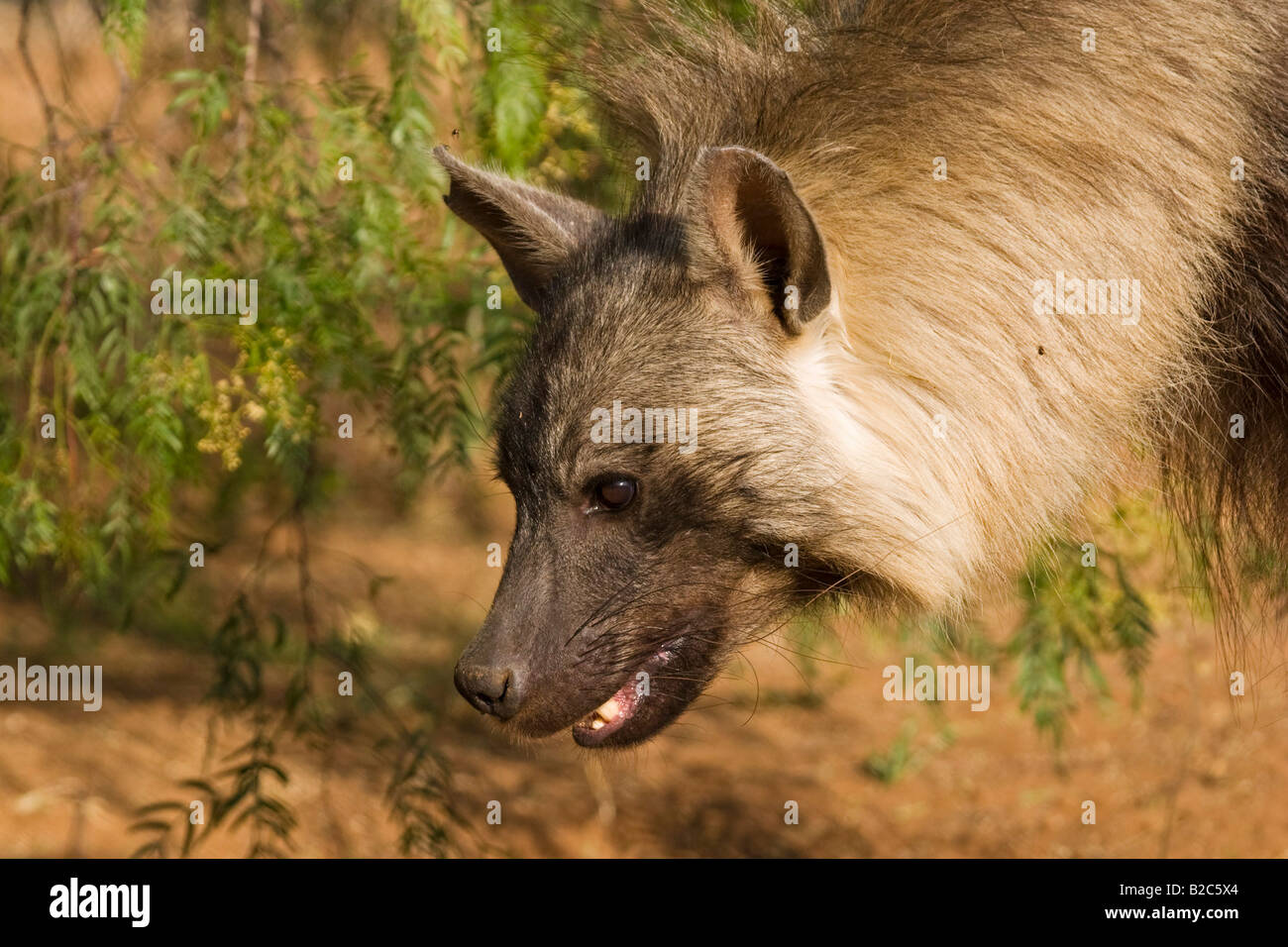 Brown Hyena (Parahyaena brunnea, Hyaena brunnea), Namibia, Africa Stock ...