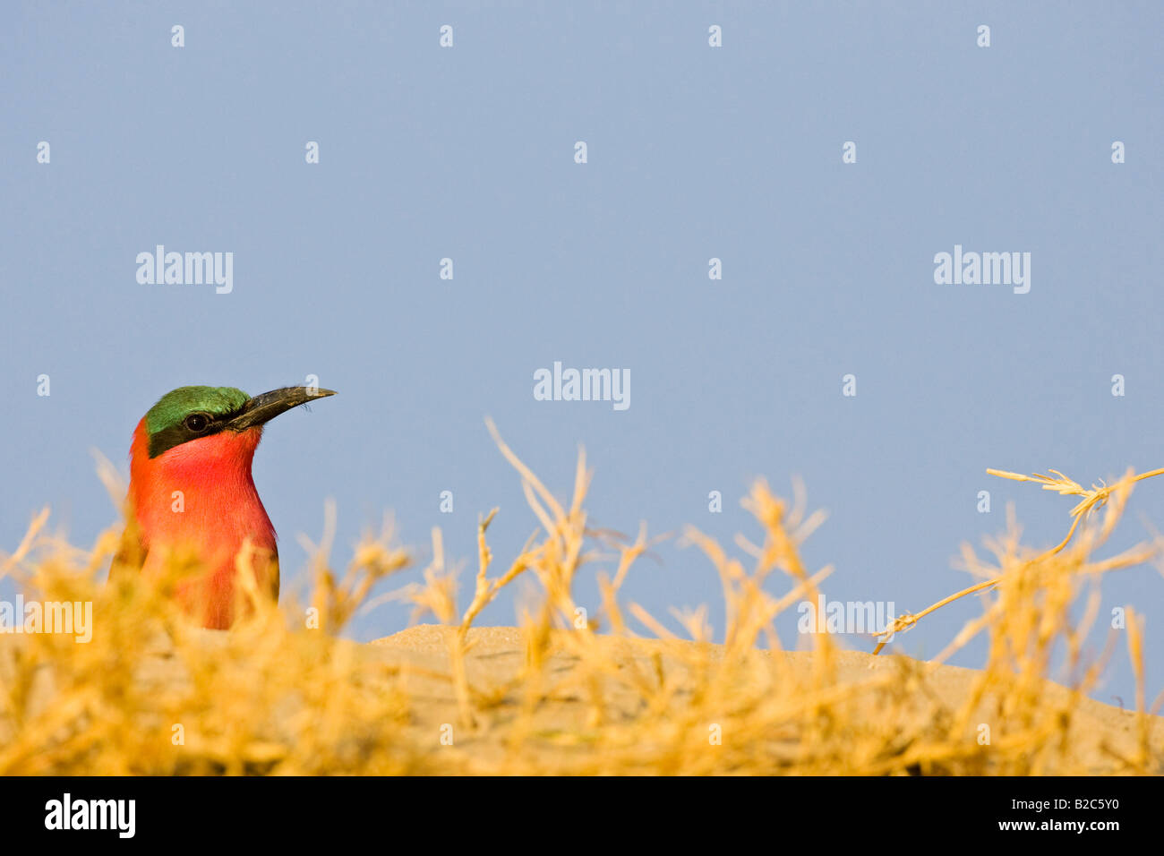 Carmine bee eater namibia hi-res stock photography and images - Alamy