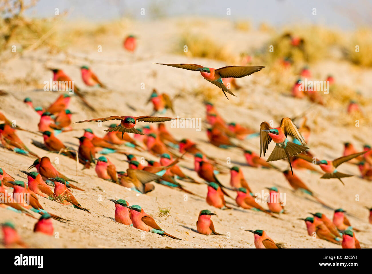 Carmin Bee-eater Colony (Merops nubicoides), Caprivi Strip, Zambezi ...