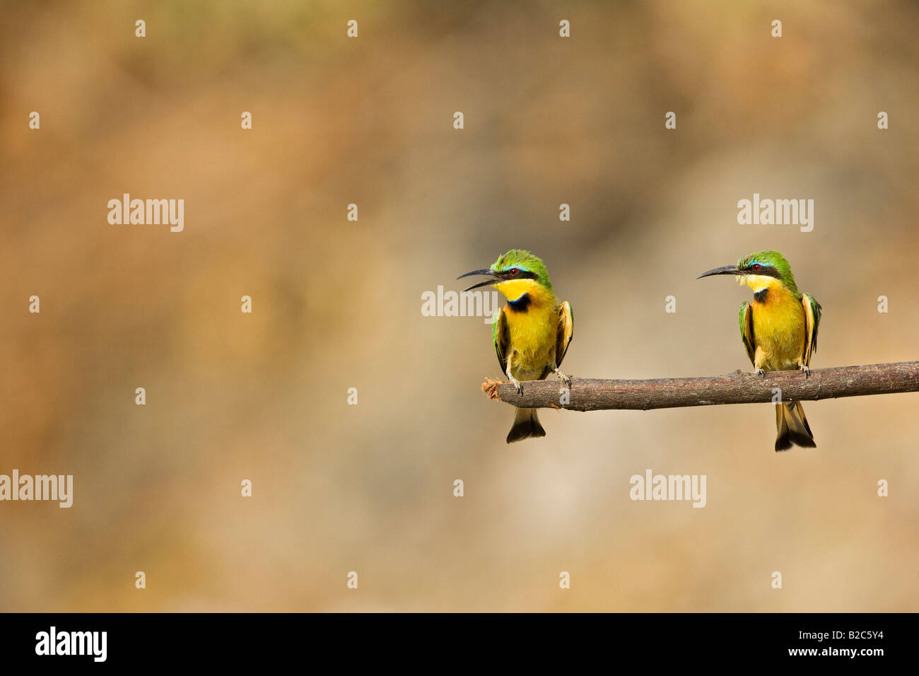 Little Carmin Bee-eaters (Merops nubicoides), Caprivi Strip, Zambezi ...