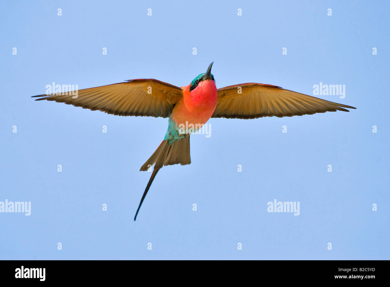Carmin Bee-eaters (Merops nubicoides), Caprivi Strip, Zambezi, Namibia ...
