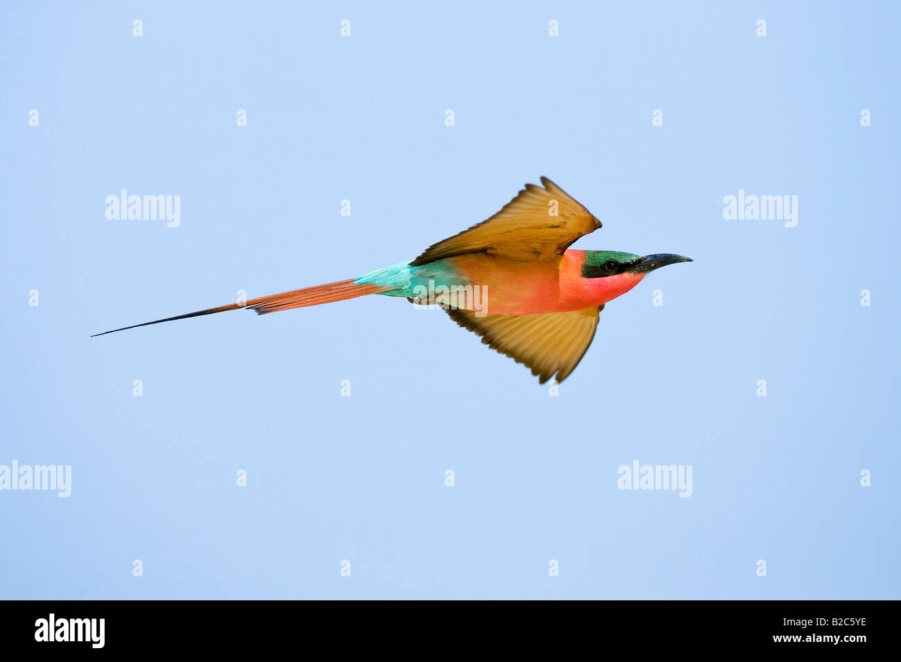 Carmin Bee-eaters (Merops nubicoides), Caprivi Strip, Zambezi, Namibia ...