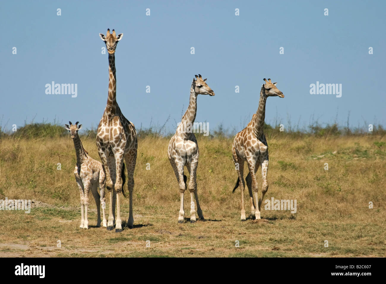 Giraffes (Giraffa camelopardalis), Hwange National Park, Zimbabwe ...