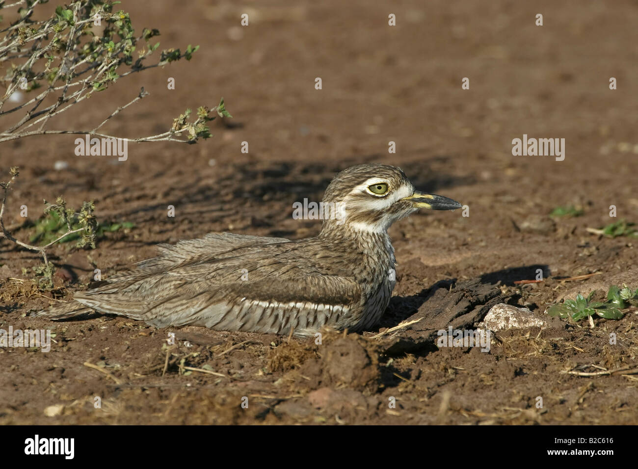Spotted Thick-knee (Burhinus capensis), Water Thick-knee (Burhinus ...