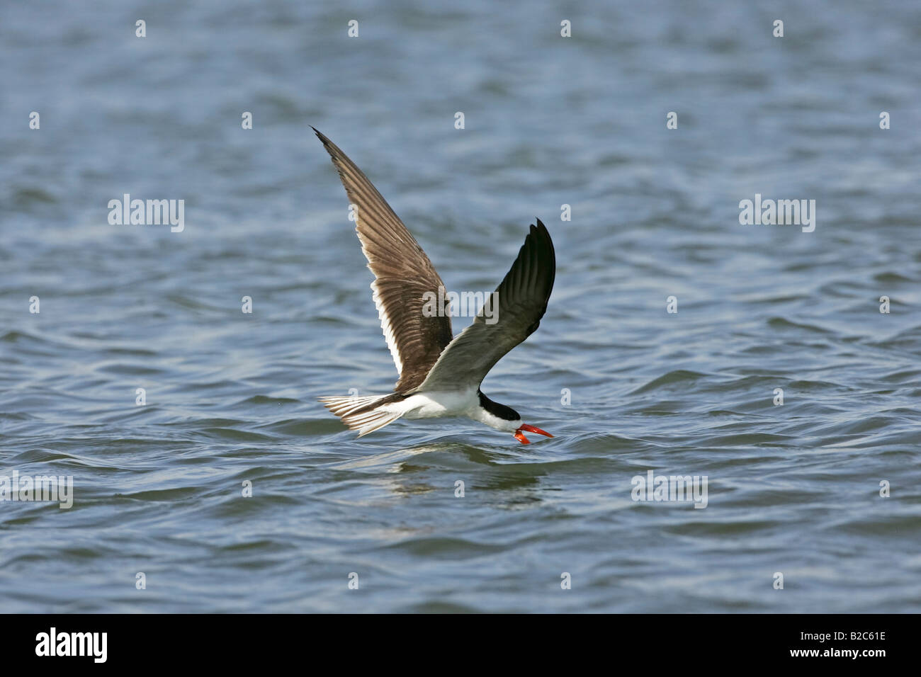 African Skimmer (Rynchops flavirostris) plowing the river with its open ...