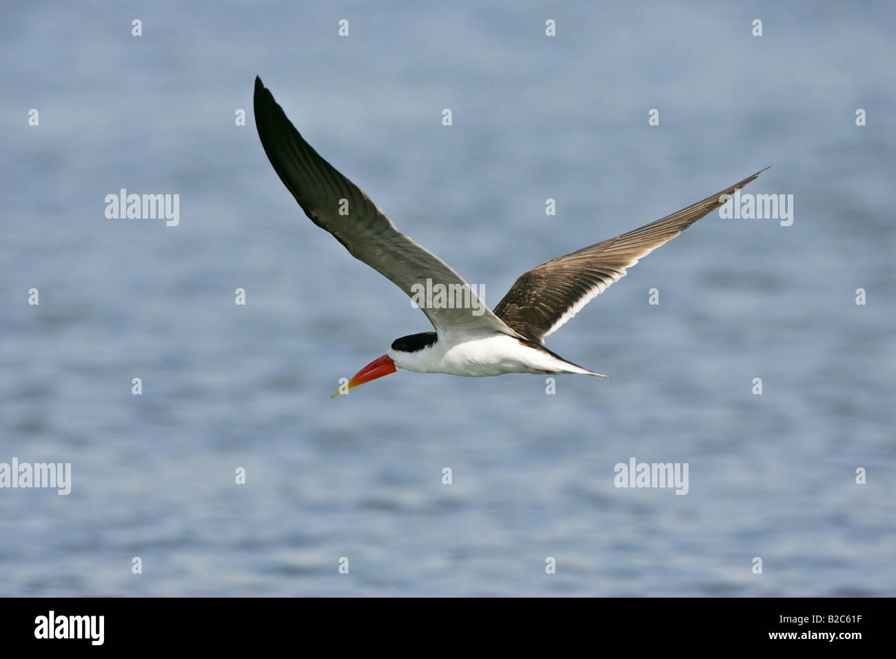 African Skimmer (Rynchops flavirostris) in flight, Okavango Basin ...