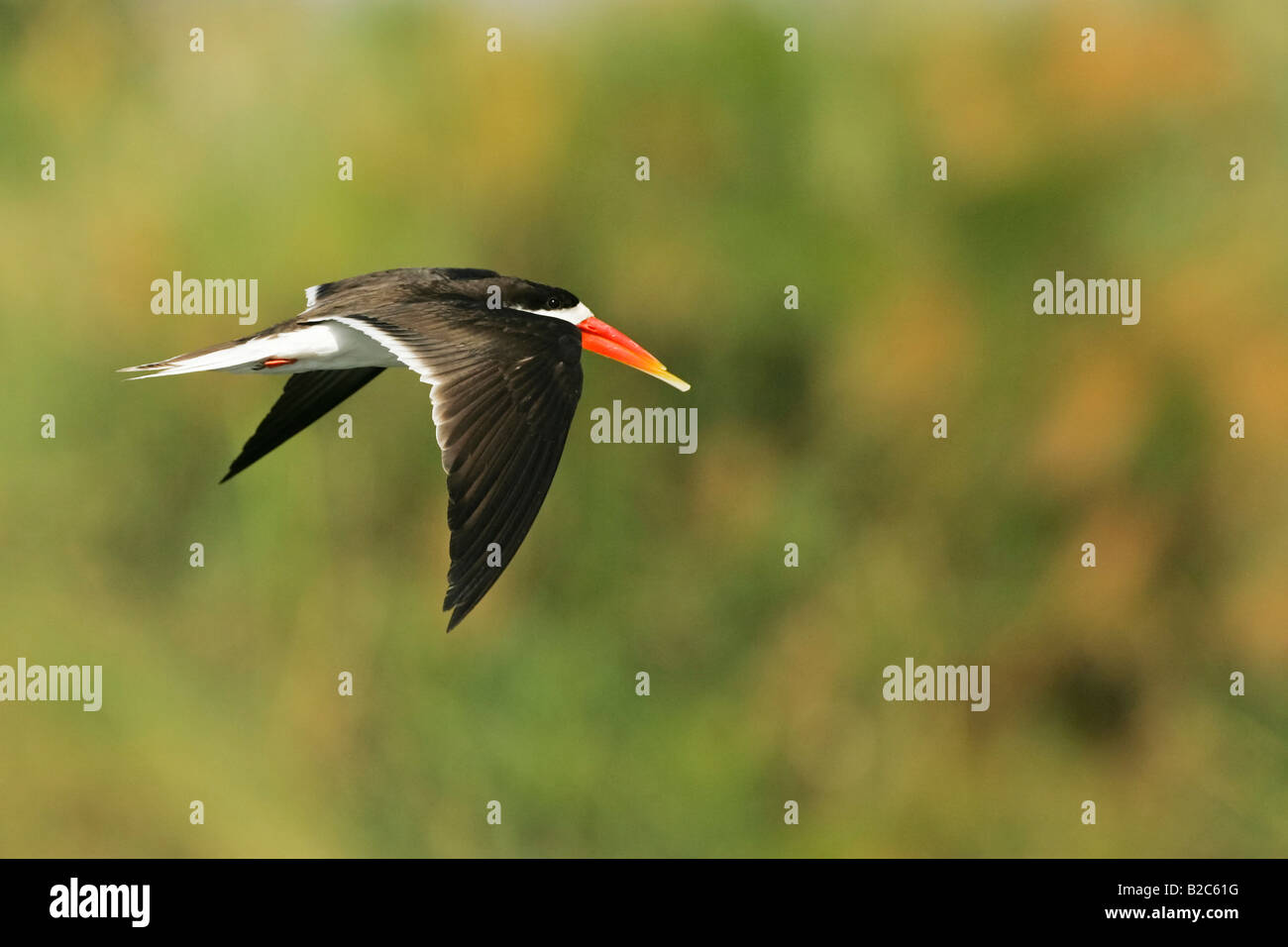 African Skimmer (Rynchops flavirostris) in flight, Okavango Basin ...