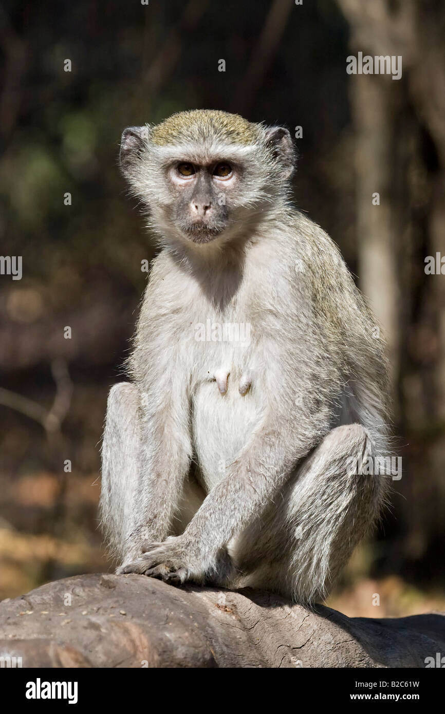 Africa monkey apes wildlife hi-res stock photography and images - Alamy