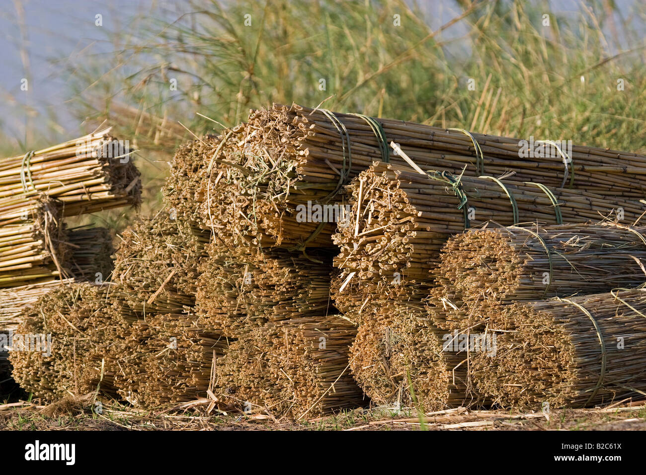 Cut Paper Reed (Cyperus papyrus), Okavango Basin, Botswana, Africa ...
