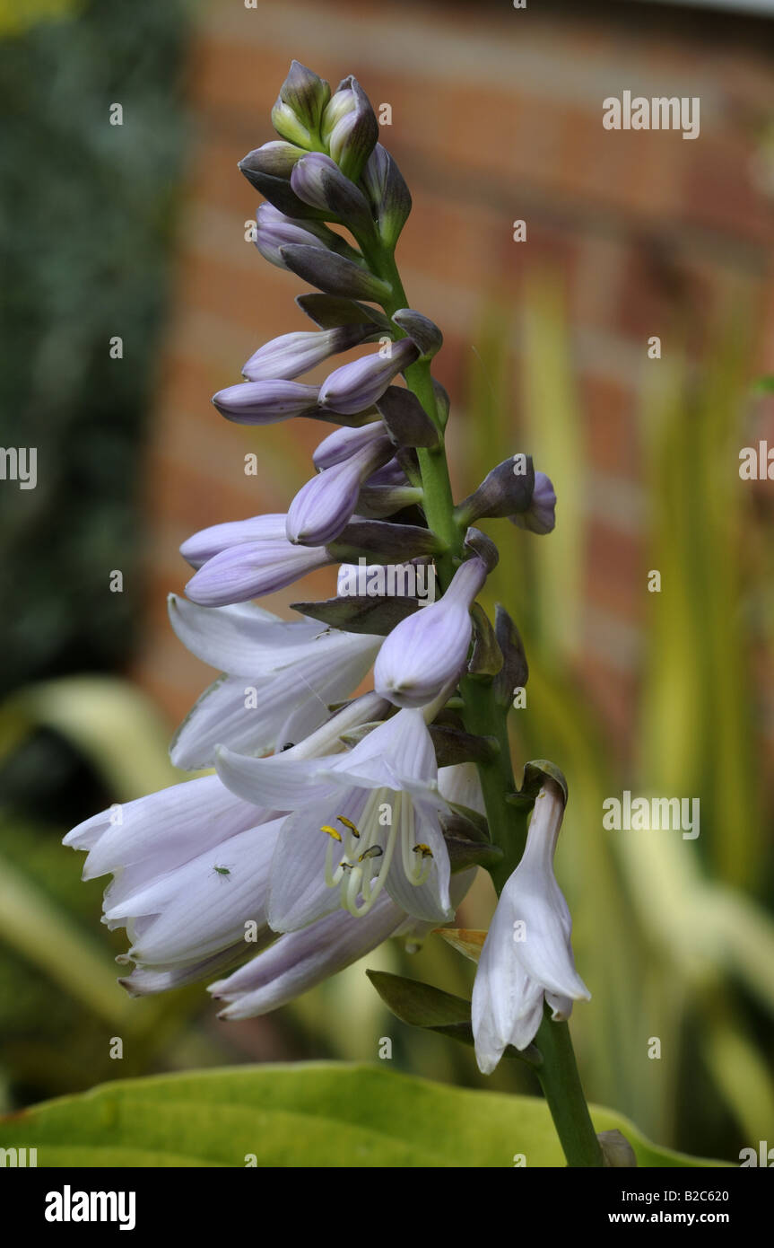Hosta display hi-res stock photography and images - Alamy
