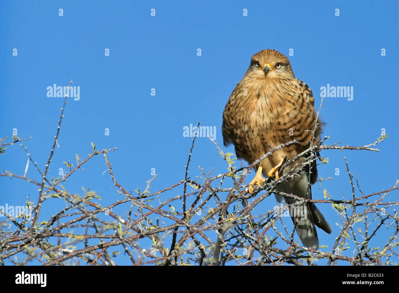 Greater Kestrel or White-eyed Kestrel (Falco rupicoloides), Etosha ...