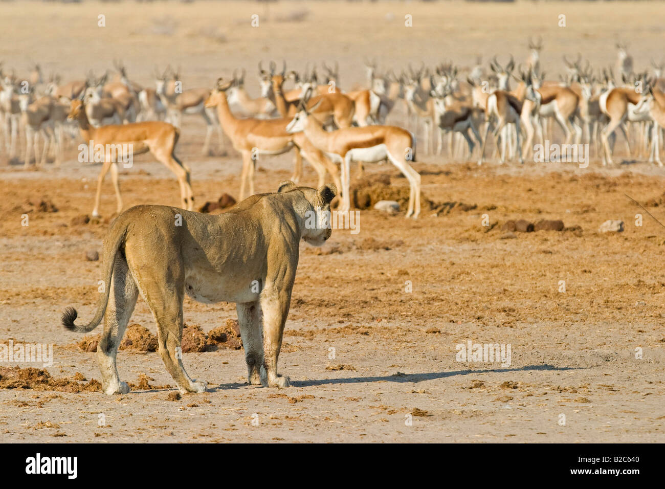 Lioness (Panthera leo) hunting for a Springbok (Antidorcas marsupialis ...