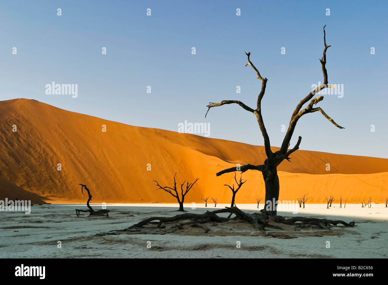 Dead Trees on a dried out clay pan in Deadvlei, Namib Desert, Namibia ...