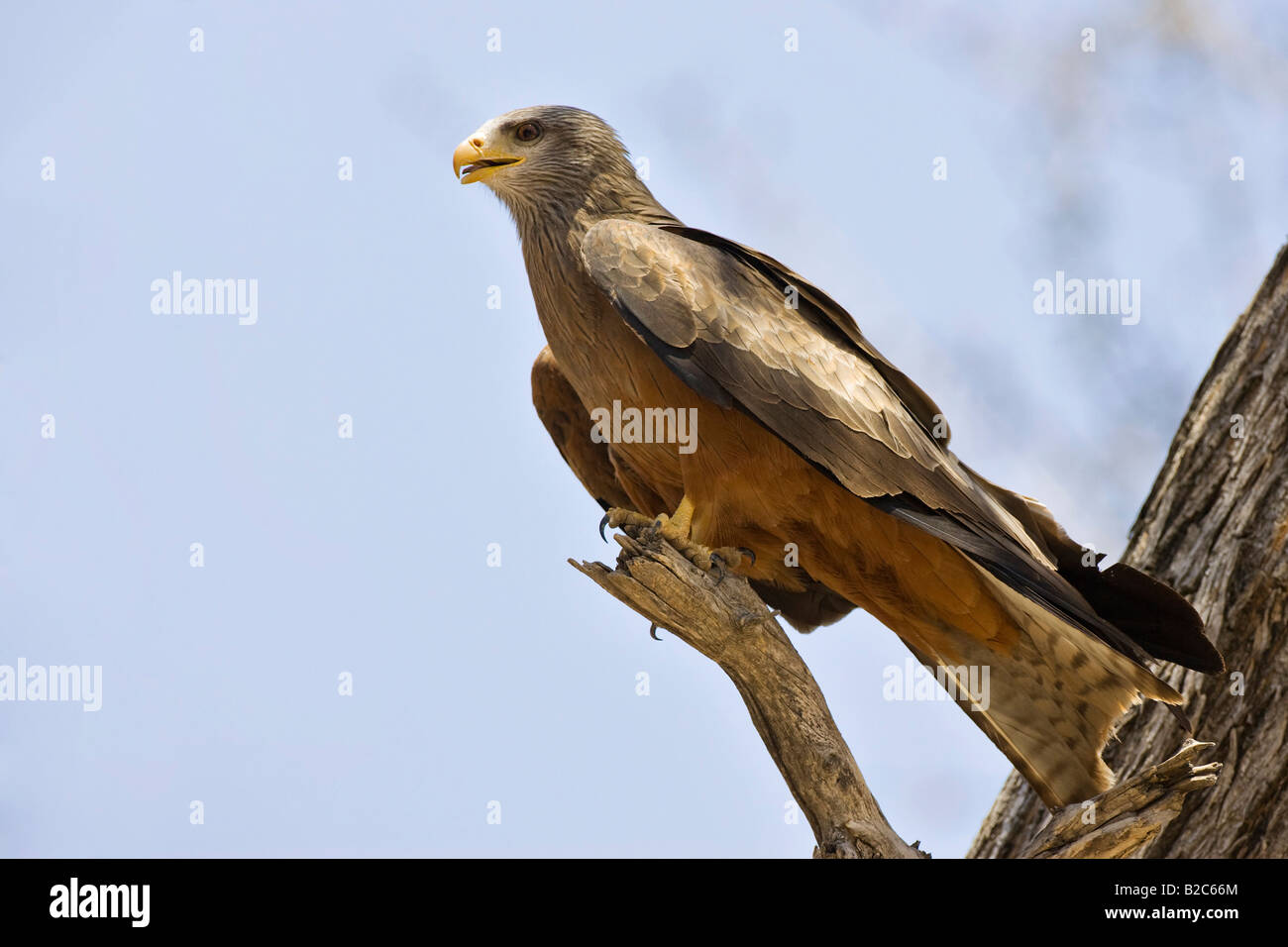 Kite on tree hi-res stock photography and images - Alamy