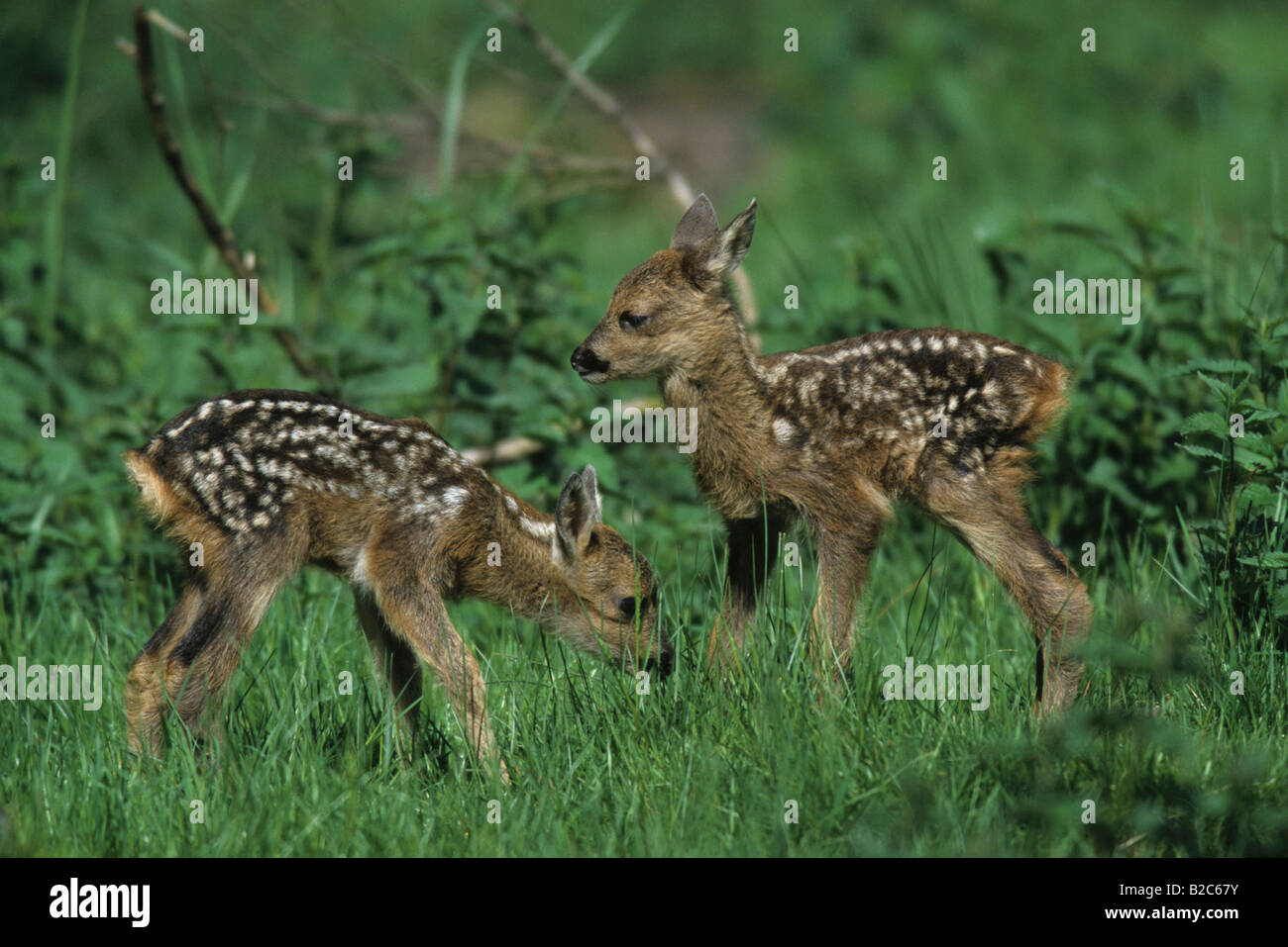 Two roe deers hi-res stock photography and images - Alamy