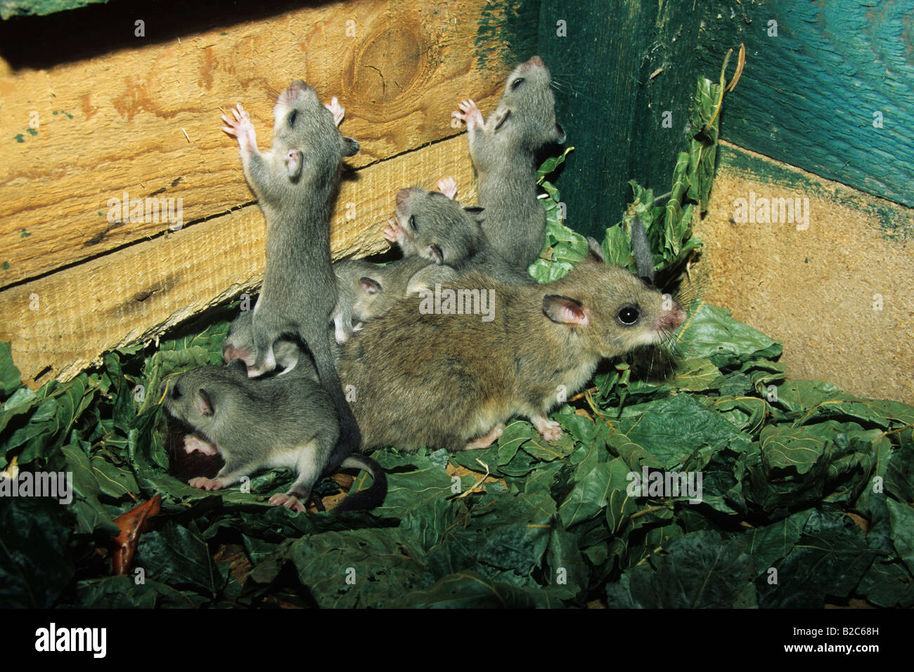 Edible Dormouse or fat dormouse (Glis glis), female with 25 day old ...