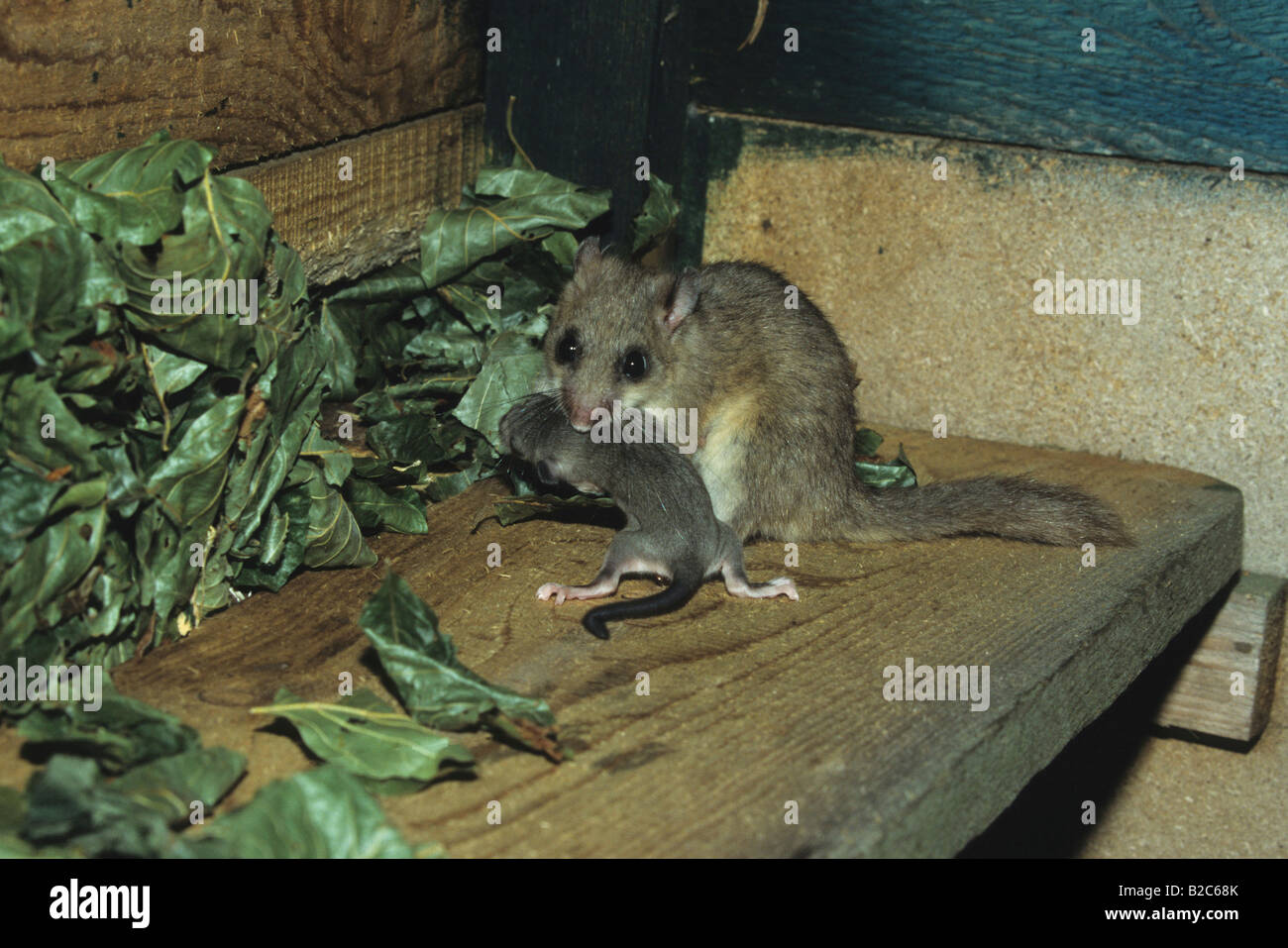 Edible Dormouse or Fat Dormouse (Glis glis), female carrying young back ...