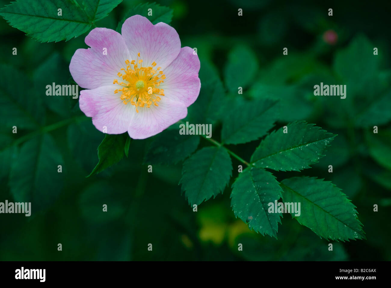 Wild Rose (Rosa canina Stock Photo - Alamy
