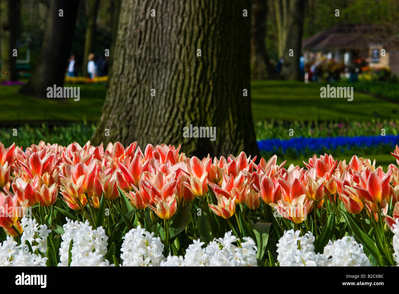 Tulips (Tulipa), Keukenhof, Holland, Netherlands, Europe Stock Photo ...
