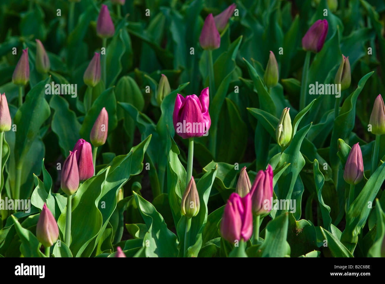 Tulips (Tulipa), Keukenhof, Holland, Netherlands, Europe Stock Photo ...