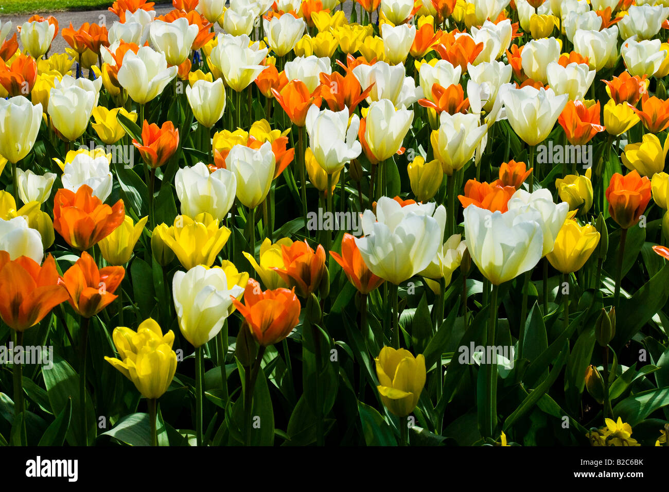 Tulips (Tulipa), Keukenhof, Holland, Netherlands, Europe Stock Photo ...