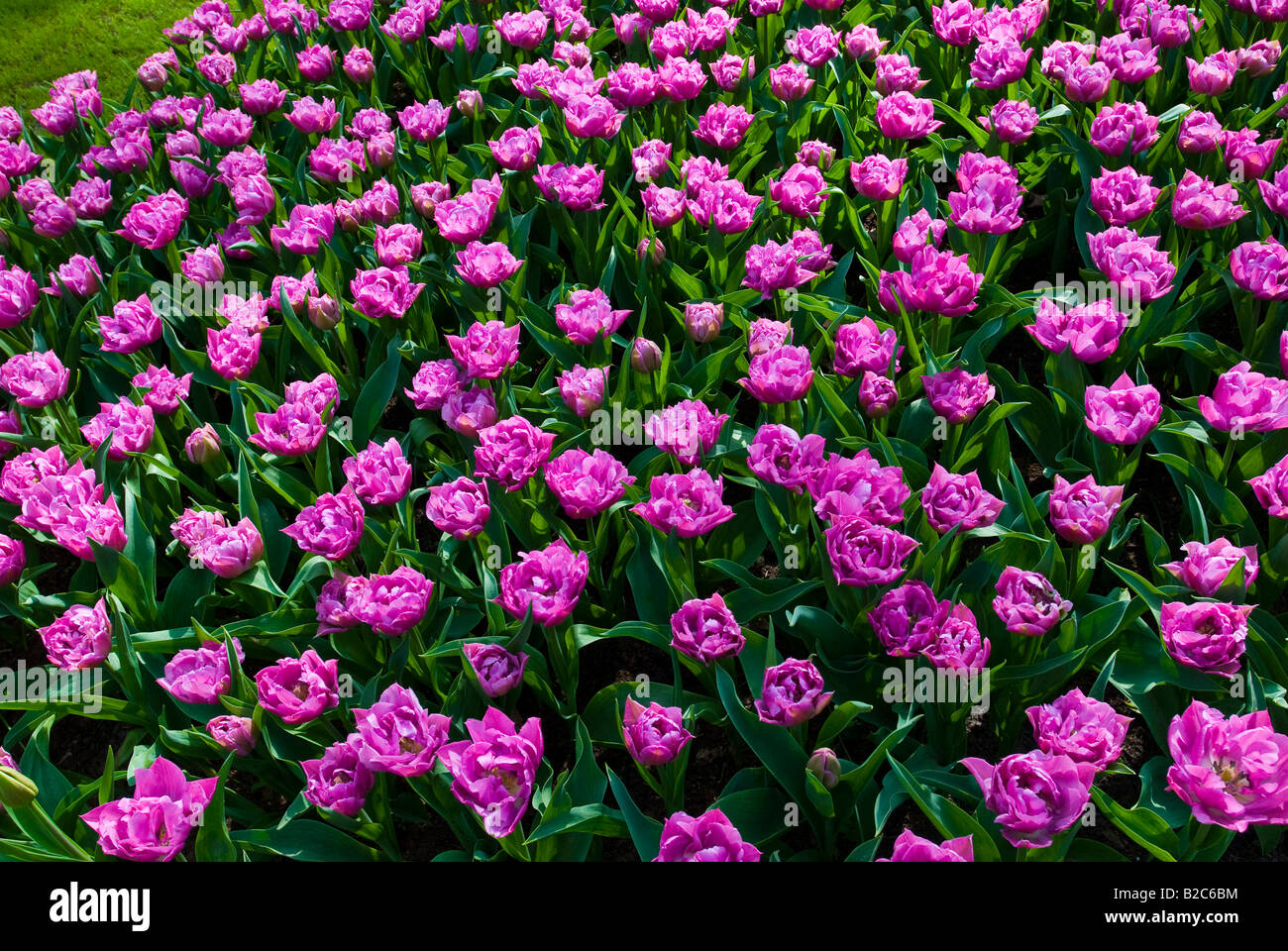 Tulips (Tulipa), Keukenhof, Holland, Netherlands, Europe Stock Photo ...
