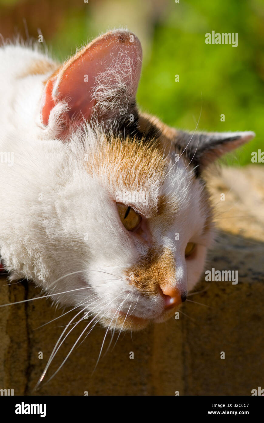 Vertical macro close up of a domestic cat's face lying in the sunshine ...