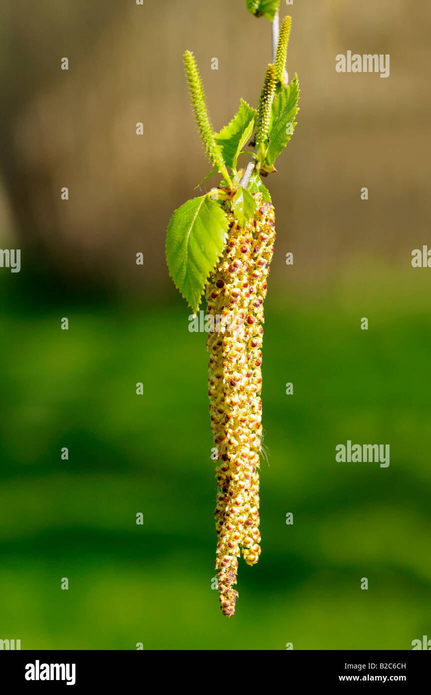 Silver birch flowers hi-res stock photography and images - Alamy