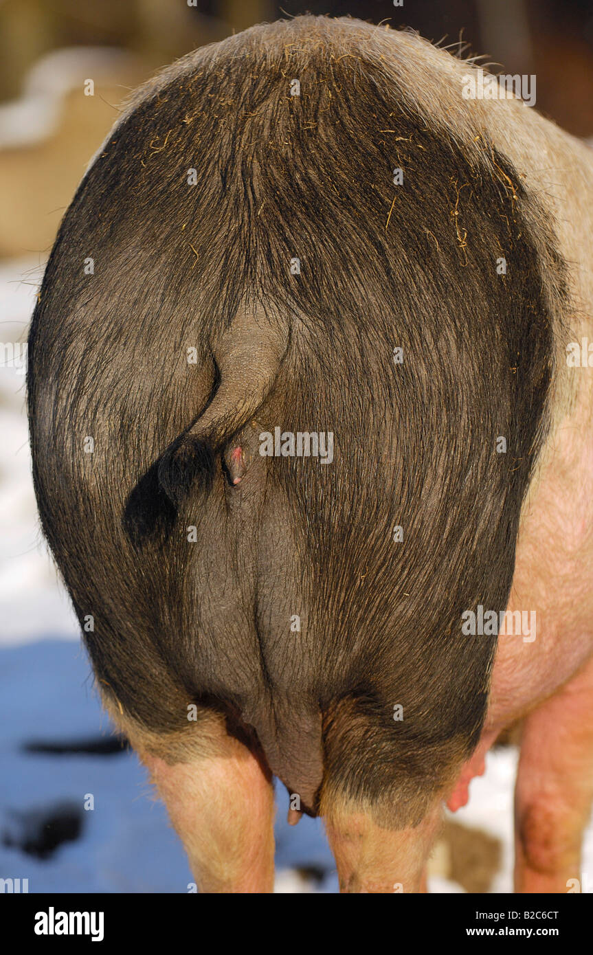 Swabian Hall swine, rear view Stock Photo - Alamy