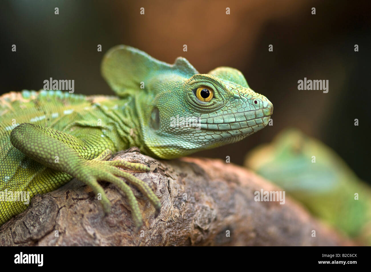Plumed Basilisk lizard (Basiliscus plumifrons Stock Photo - Alamy