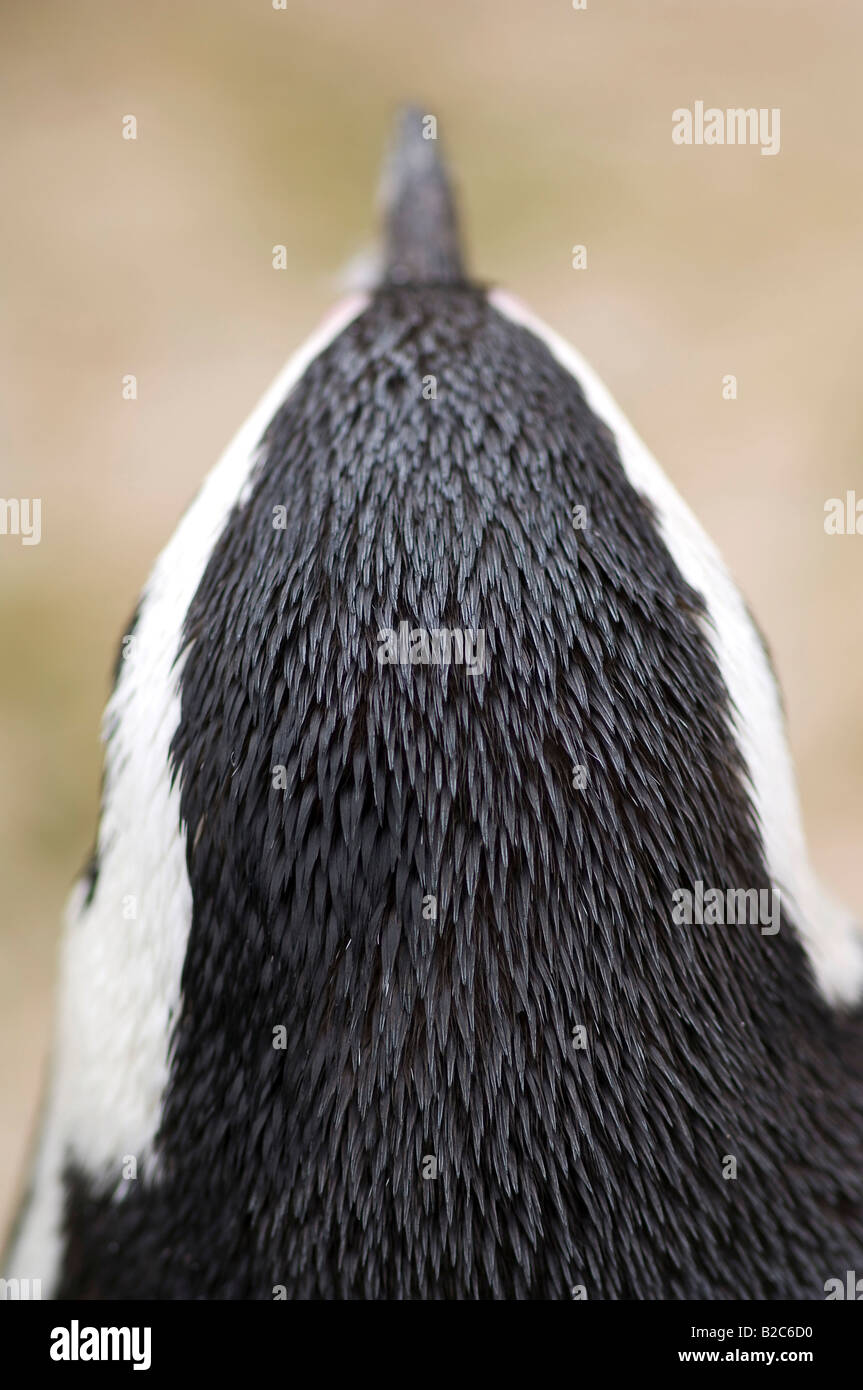 African Penguin, Black-footed Penguin, or Jackass Penguin (Spheniscus ...